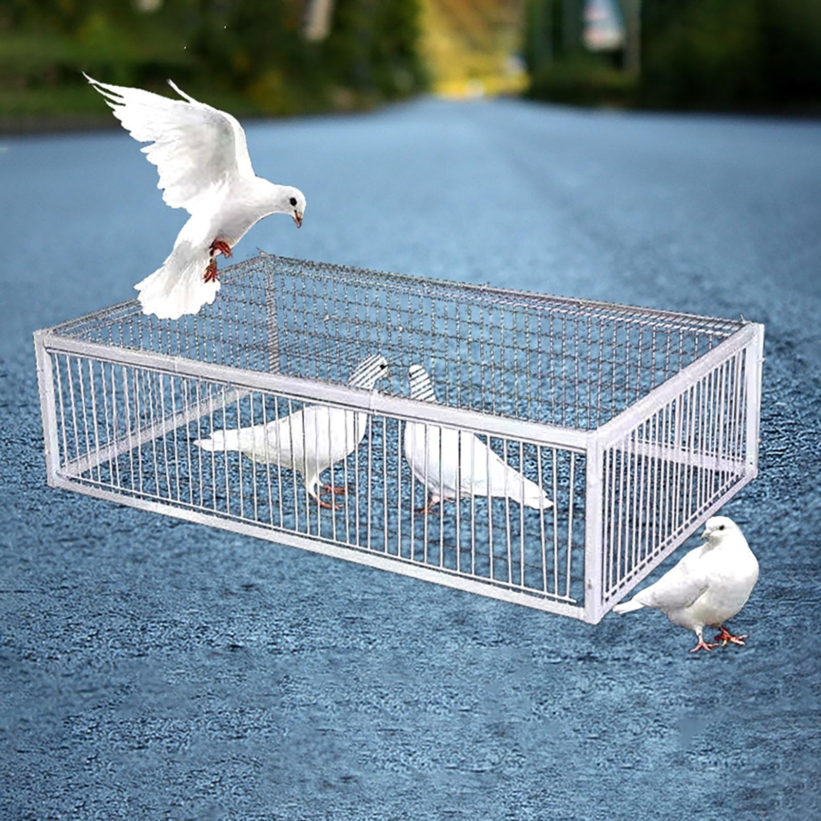 Comment Choisir le Bon Piège à Pigeon : Guide Complet et Conseils d ...