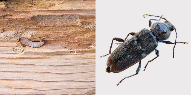Les vers à bois : comment les détecter, les identifier et s’en ...